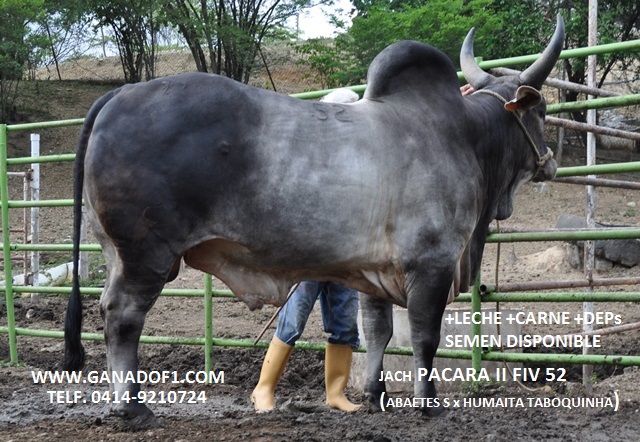 GANADOF1.COM LA PAGINA DEL VERDADERO DOBLE PROPOSITO